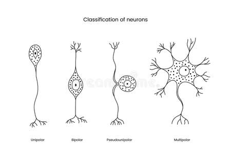 Classification of Neurons a Set of Line Icons in a Vector, Illustrating ...