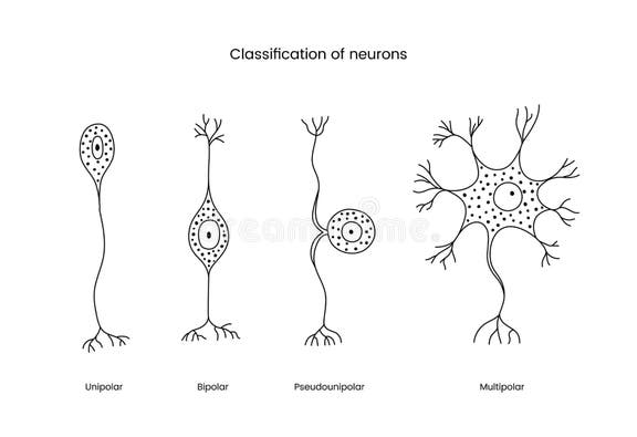 Classification of Neurons a Set of Line Icons in a Vector, Illustrating ...