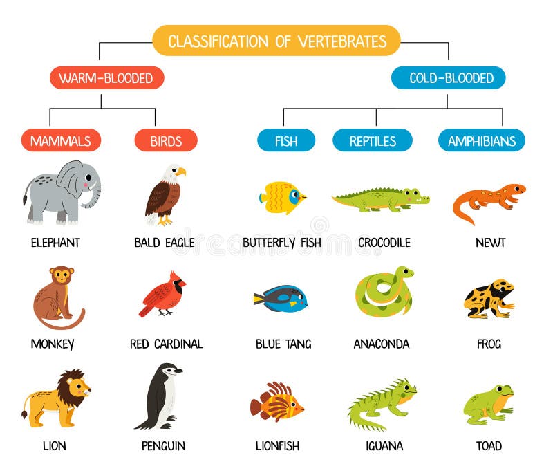 Classification of Vertebrates Animals. Scheme for Kids with Cute ...