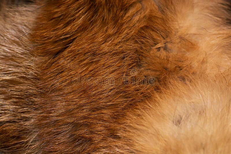 Classy and Luxurious Red Fox Fur. Stock Image - Image of elegant, sell ...