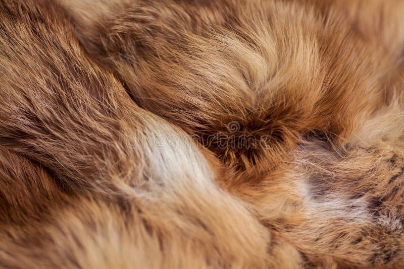 Classy and Luxurious Red Fox Fur. Stock Photo - Image of elegant ...