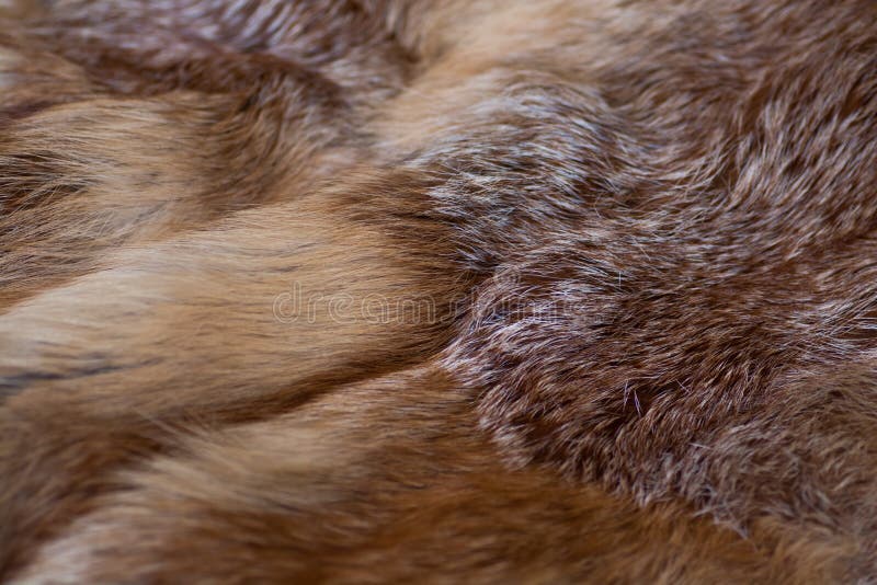 Classy and Luxurious Red Fox Fur. Stock Photo - Image of wild, farm ...