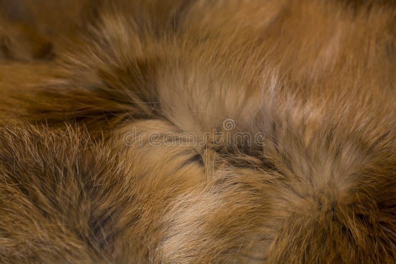 Classy and Luxurious Red Fox Fur. Stock Photo - Image of heat, warmth ...