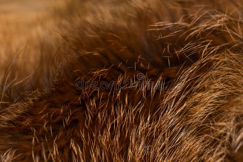 Classy and Luxurious Red Fox Fur, Stock Image - Image of thick, stylish ...
