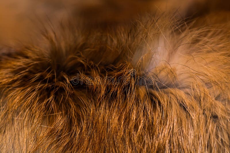 Classy and Luxurious Red Fox Fur, Stock Image - Image of thick, style ...