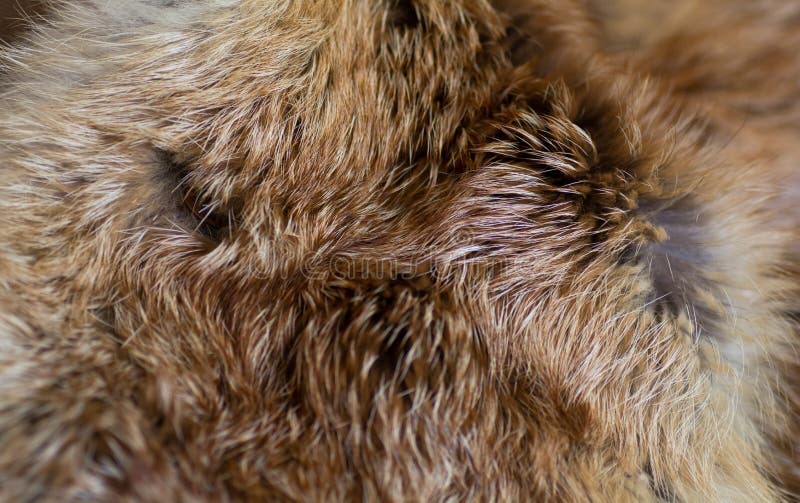 Classy and Luxurious Red Fox Fur. Stock Image - Image of stylish, long ...