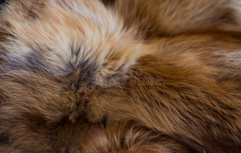 Classy and Luxurious Red Fox Fur. Stock Image - Image of animal, warm ...