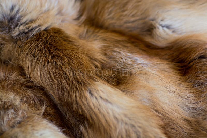Classy and Luxurious Red Fox Fur. Stock Photo - Image of warm, lush ...