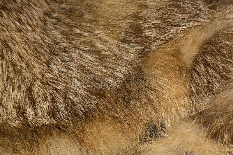Classy Red Fox Fur, Colorful. Stock Image - Image of thick, mammal ...