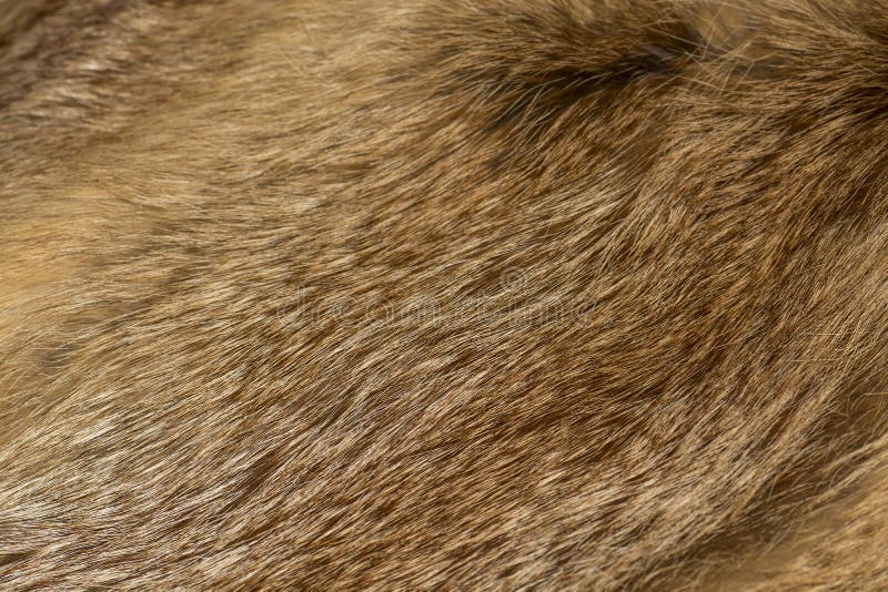 Classy Red Fox Fur, Colorful. Stock Photo - Image of farm, expensive ...