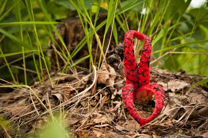 127 Clathrus Archeri Mushroom Stock Photos - Free & Royalty-Free Stock ...