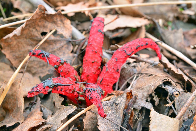 Clathrus Archeri Mushroom, Fungus Aka Octopus Stinkhorn and Devils ...