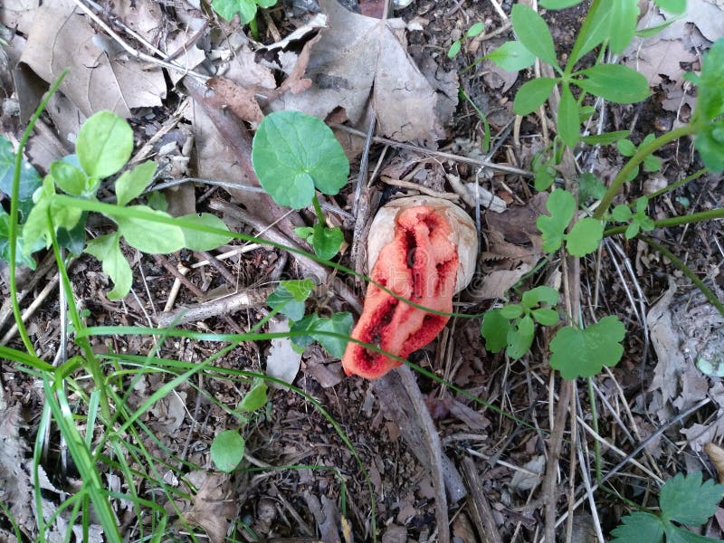 Seta, Mushroom stock photo. Image of fungus, ingredient - 19079988