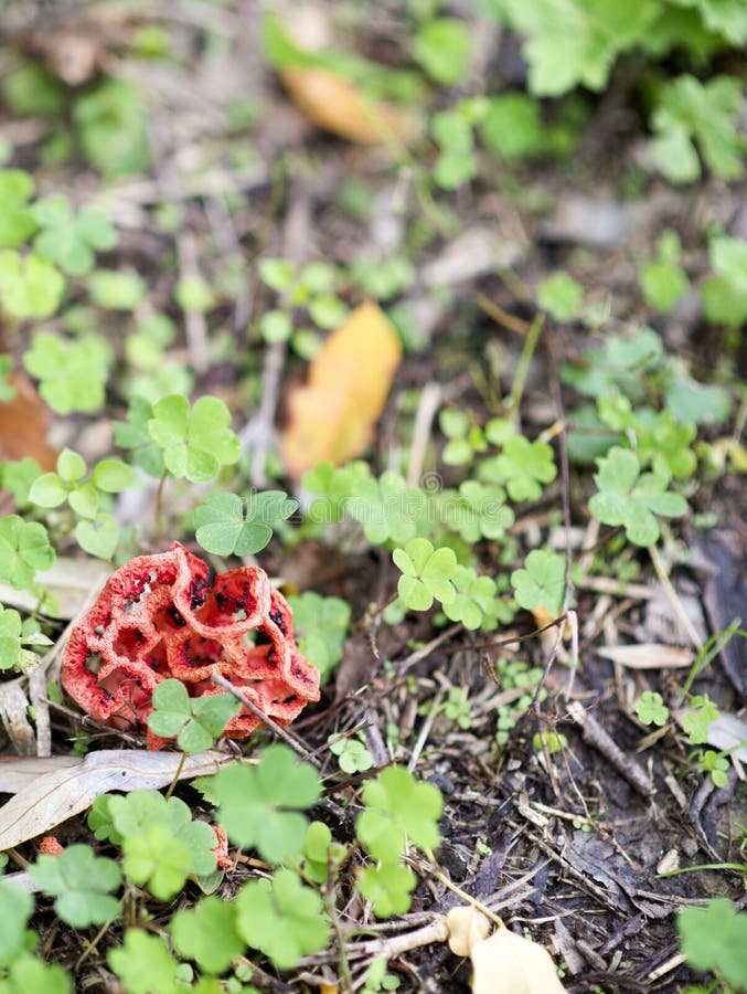 Clathrus Ruber Fungus Aka Latticed Stinkhorn, Basket Stinkhorn, Stock ...