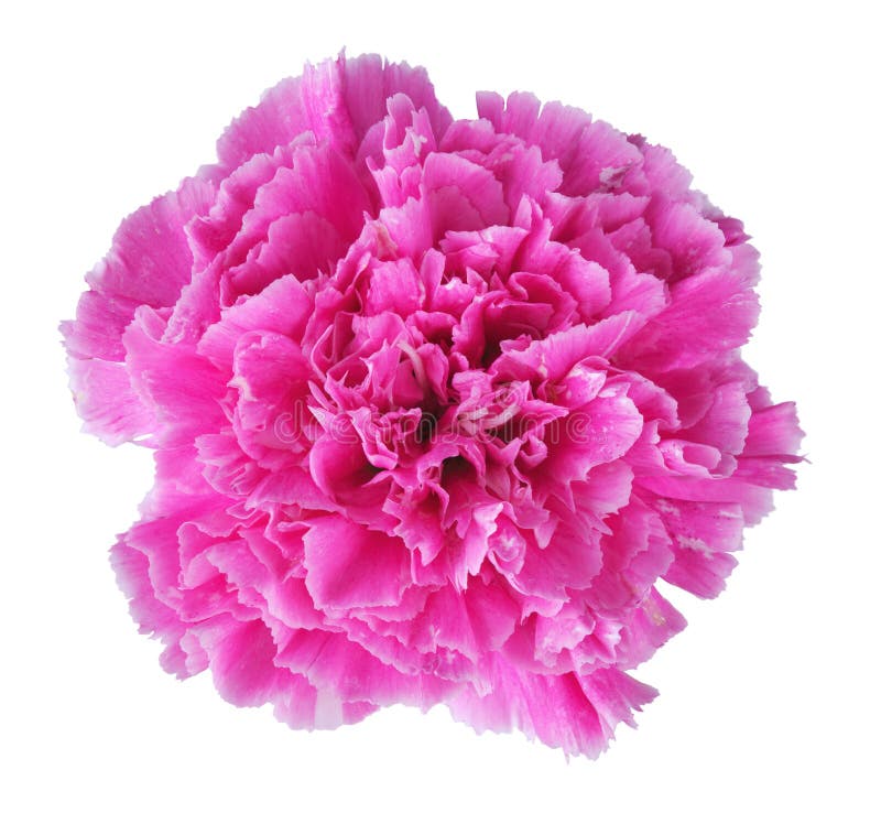 Un clavel amarillo foto de archivo. Imagen de aislado - 29511164