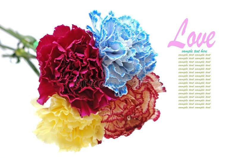 Clavel azul imagen de archivo. Imagen de floral, travieso - 29511165