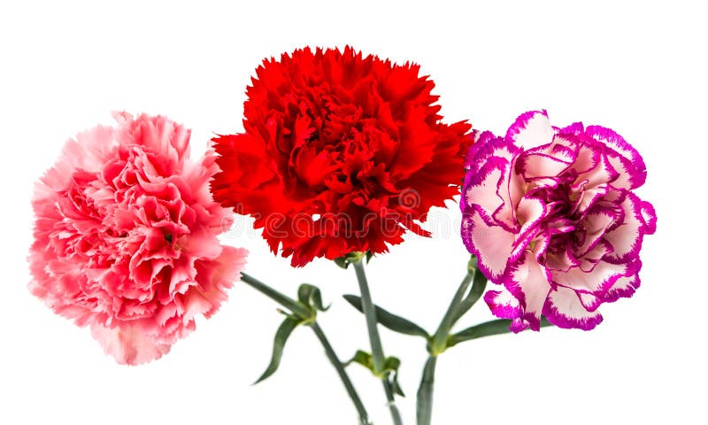 Clavel hermoso imagen de archivo. Imagen de vertical - 30260853