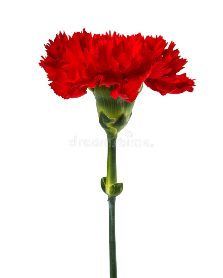 Clavel hermoso foto de archivo. Imagen de aislado, pétalo - 30261250