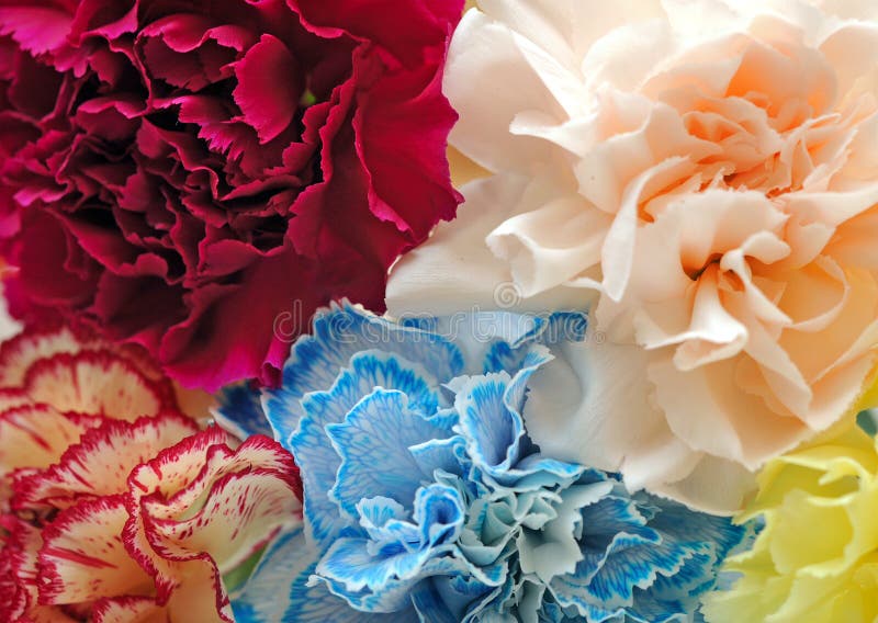 Clavel azul imagen de archivo. Imagen de floral, travieso - 29511165