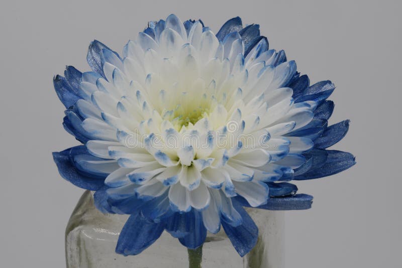 Clavel azul y blanco imagen de archivo. Imagen de primer - 204540747