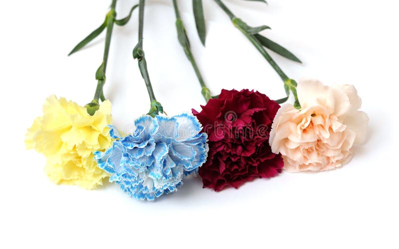 Clavel azul imagen de archivo. Imagen de azul, ramo, flor - 29605133