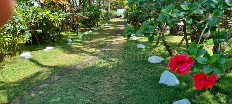 Clavel Flower Grass Green Out Door Stock Photo - Image of garden ...