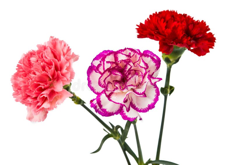 Clavel hermoso foto de archivo. Imagen de pink, fondo - 30261028