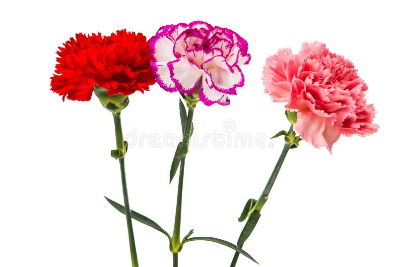 Clavel hermoso imagen de archivo. Imagen de clavel, fondo - 30261175