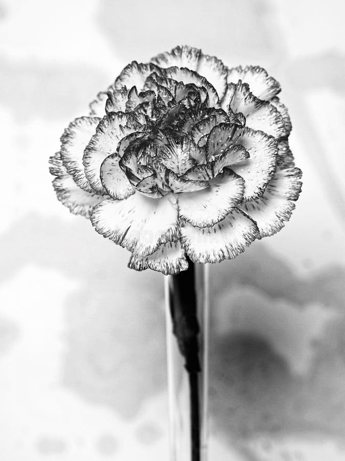 Clavel Negro Y Blanco Abstracto Imagen de archivo - Imagen de ...