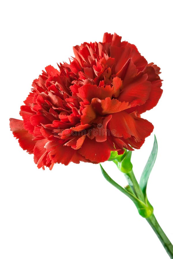 Clavel rojo foto de archivo. Imagen de planta, blanco - 18133026