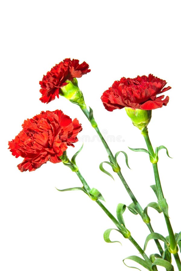 Clavel Rojo En Un Fondo Blanco Imagen de archivo - Imagen de verde ...