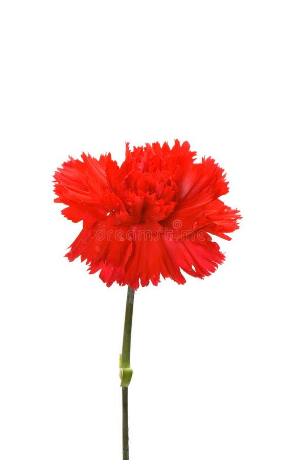 Clavel rojo aislado foto de archivo. Imagen de imagen - 6395966