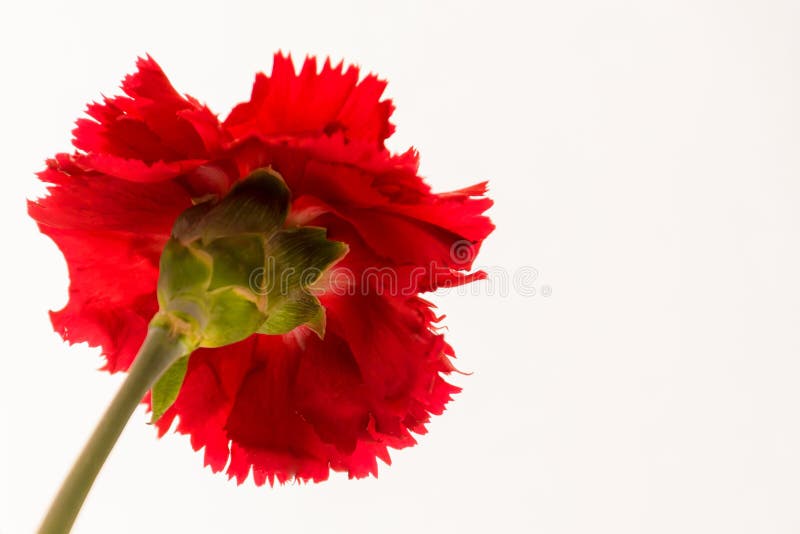 Clavel Rojo Aislado En Blanco Foto de archivo - Imagen de florero ...
