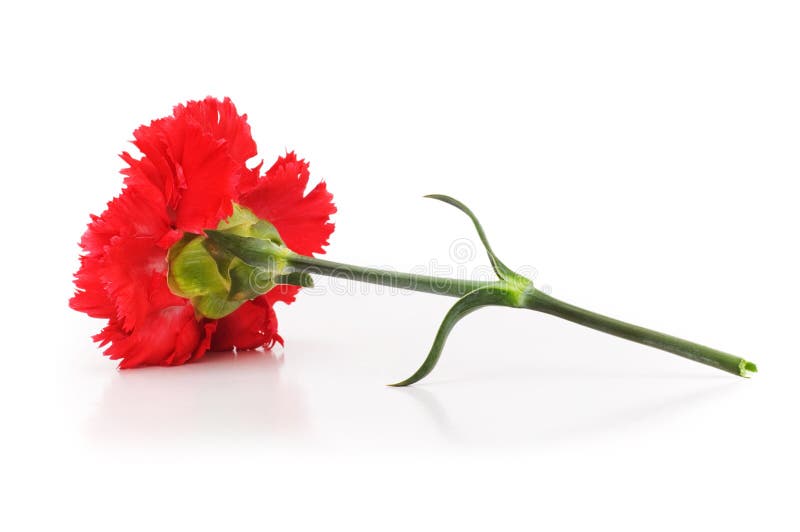 Clavel Rojo Aislado En El Fondo Blanco Foto de archivo - Imagen de ...