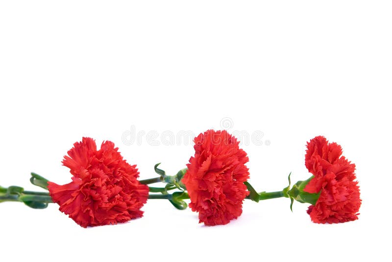 Clavel rojo sobre blanco foto de archivo. Imagen de hoja - 8062016