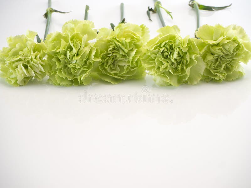 Clavel Verde En El Fondo Blanco Foto de archivo - Imagen de verde ...
