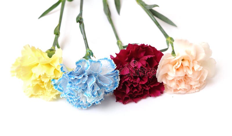 Clavel azul imagen de archivo. Imagen de azul, ramo, flor - 29605133