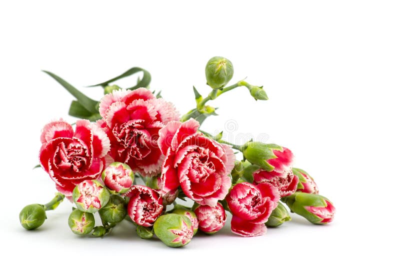 Claveles foto de archivo. Imagen de verde, colorido, macro - 40154786