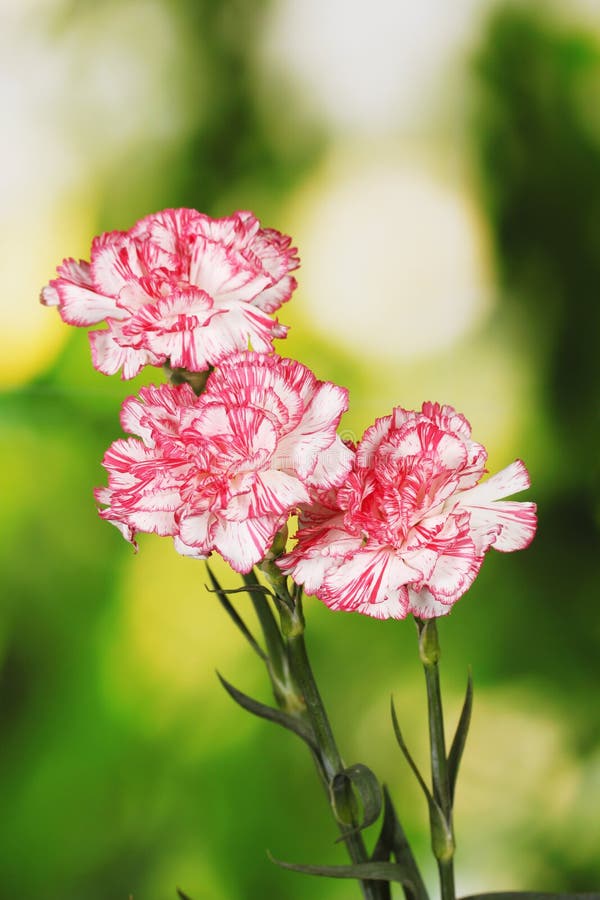 Claveles hermosos imagen de archivo. Imagen de oferta - 23154523