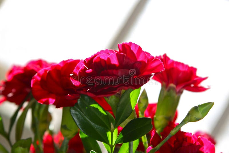 Claveles rojos imagen de archivo. Imagen de agradable - 11969815