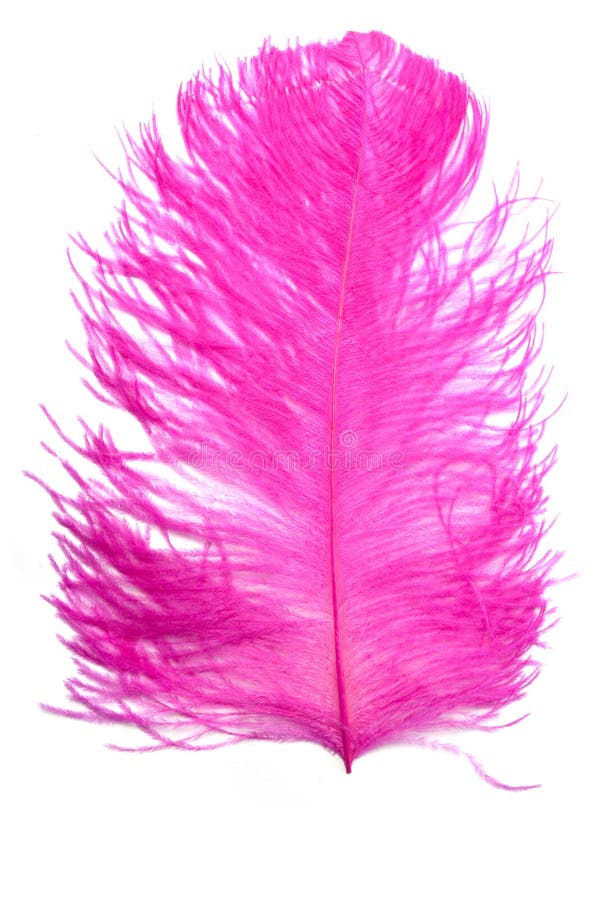 Clavette rose photo stock. Image du animal, personne, innocence - 4141578