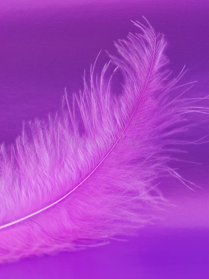 Clavette Rose Sur Un Fond Violet Photo stock - Image du tony, pourpré ...