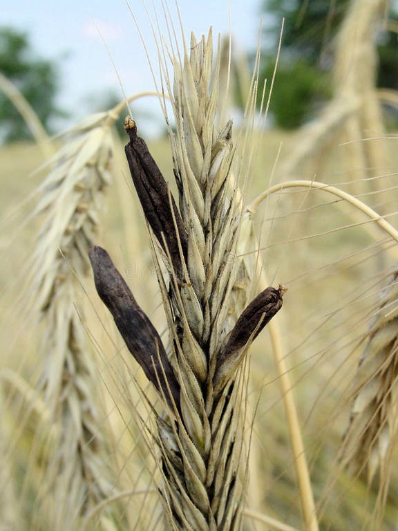 Claviceps purpurea stock photo. Image of parasite, ergotamine - 19425156