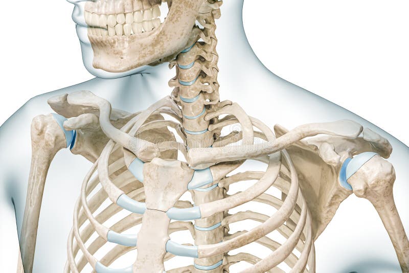 Clavicle Bone or Collarbone with Body Contours 3D Rendering ...