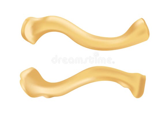 Long Bone Stock Illustrations – 3,702 Long Bone Stock Illustrations ...