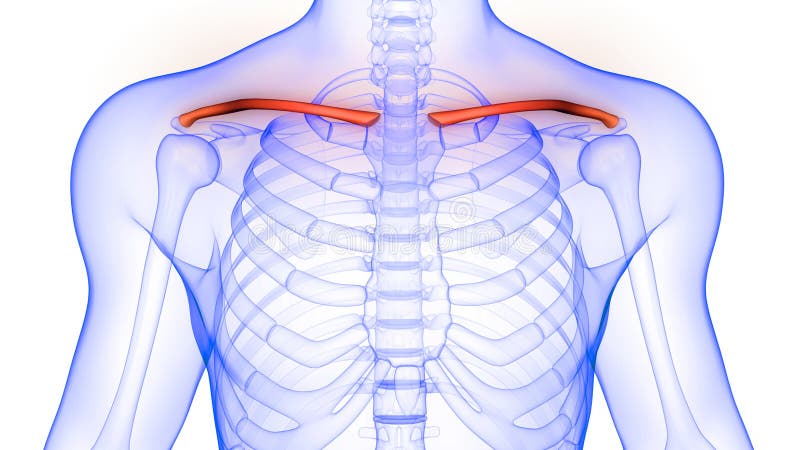 Clavicle Bone Joints of Human Skeleton System Anatomy Stock ...