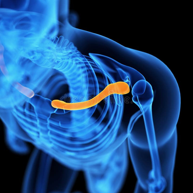 The clavicle bone stock illustration. Illustration of clavicle - 45275464