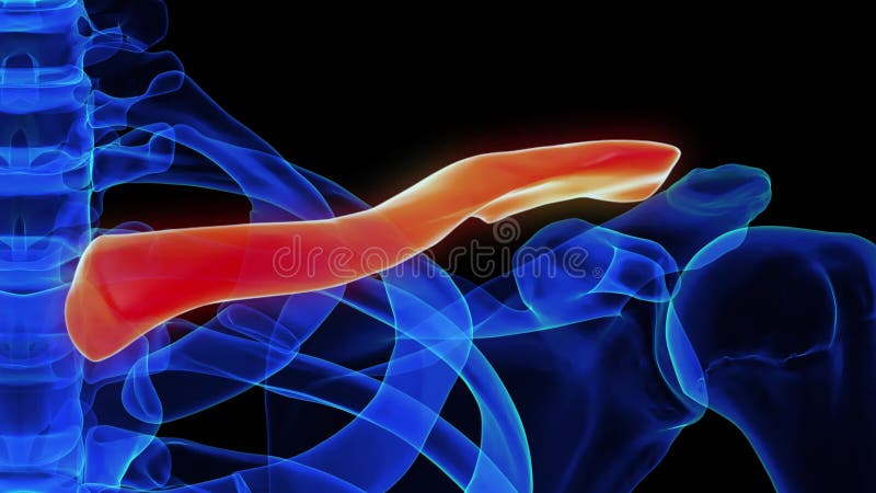 Clavicle Bones Anatomy for Medical Concept 3D Rendering Stock Footage ...