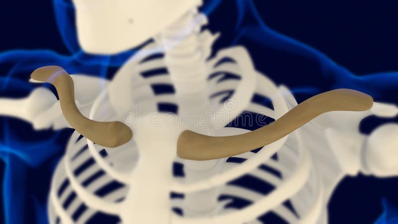 Clavicle Bones Human Skeleton Anatomy 3D Rendering Stock Illustration ...