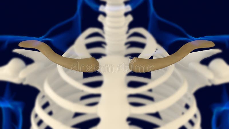 Clavicle Bones Human Skeleton Anatomy 3D Rendering Stock Illustration ...